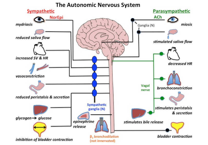 2a. Cycloplegics, Mydriatics, and Mydriolytics