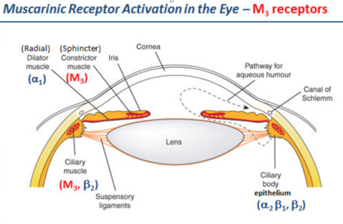 2a. Cycloplegics, Mydriatics, and Mydriolytics